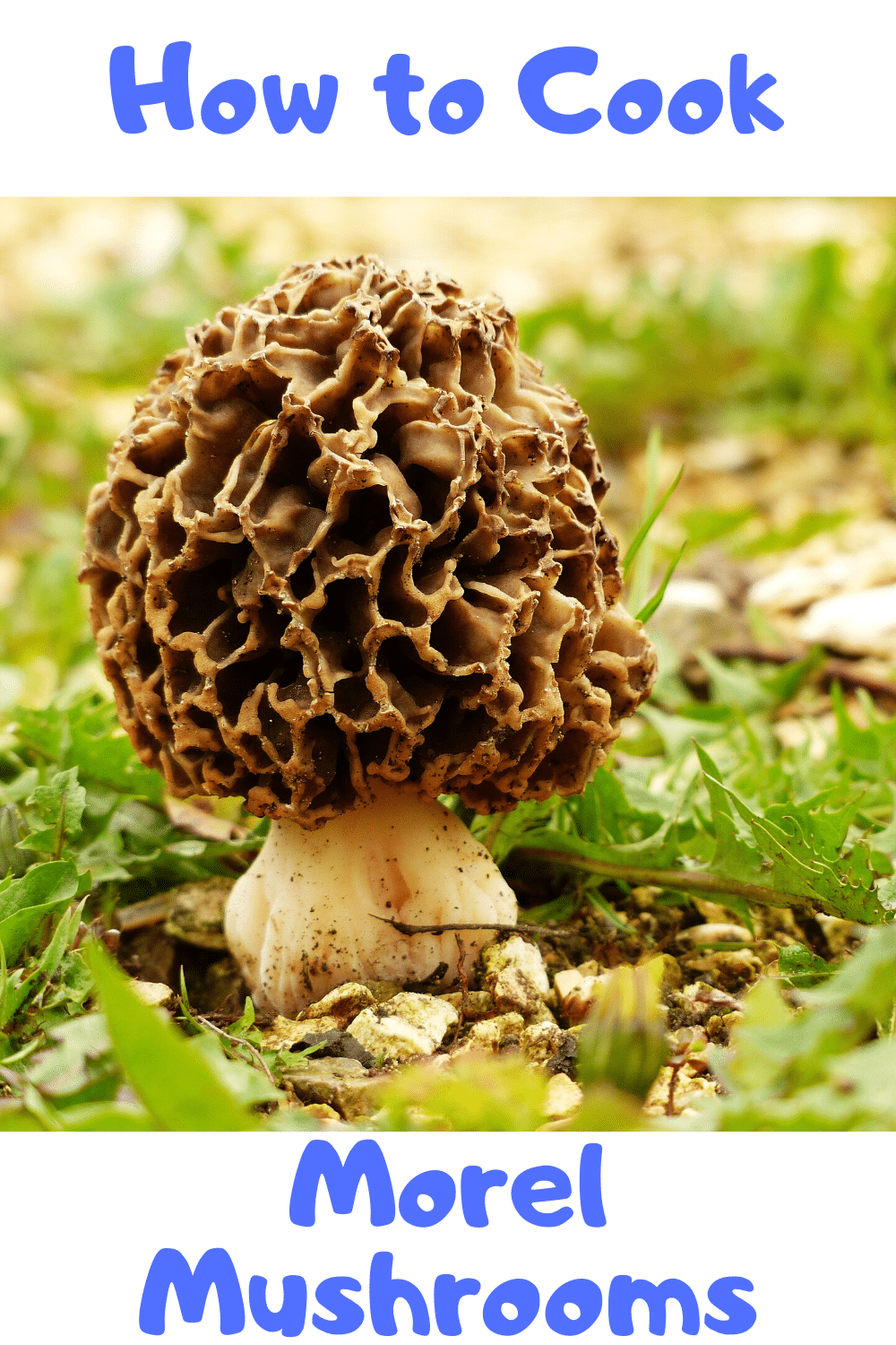 How to Cook Morel Mushrooms - Medicinal Mushroom 101