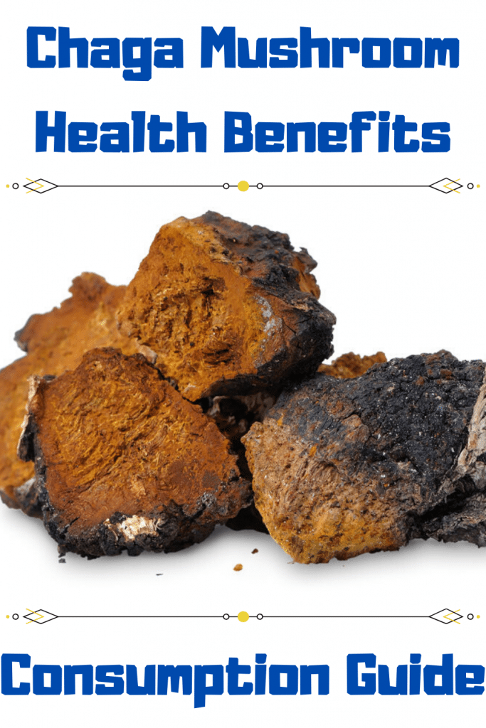Chaga Mushroom Complete Knowledge Guide- Medicinal Mushroom 101